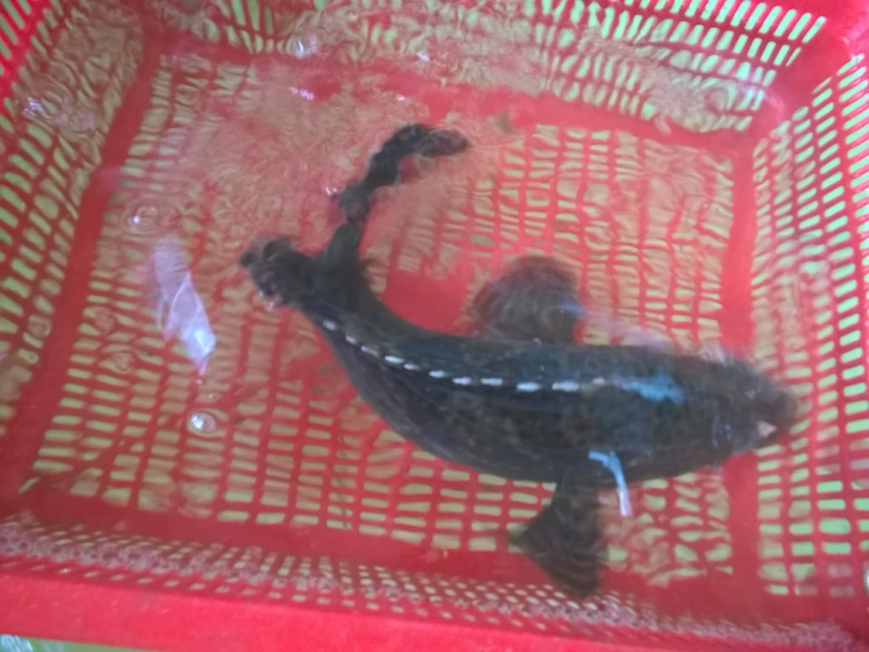 Cá Mú ngon lành - hải sản Phẩm Danh Phan Thiết